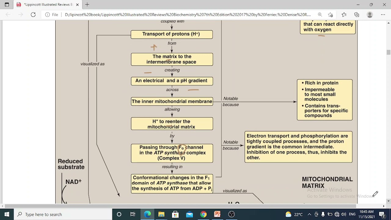 117- concept map of oxidative phosphorylation - YouTube