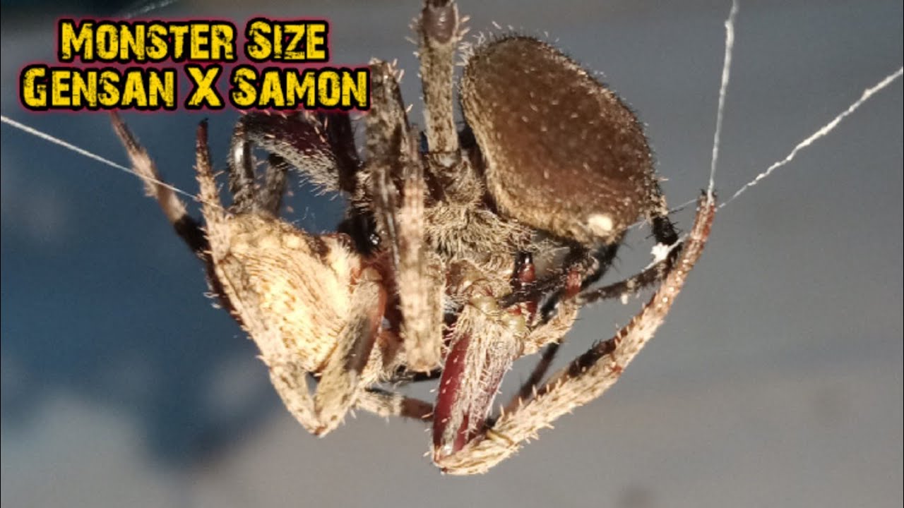 Monster Size na Tigre X Samon the best na laru ng gagamba ngayong 2023 ...