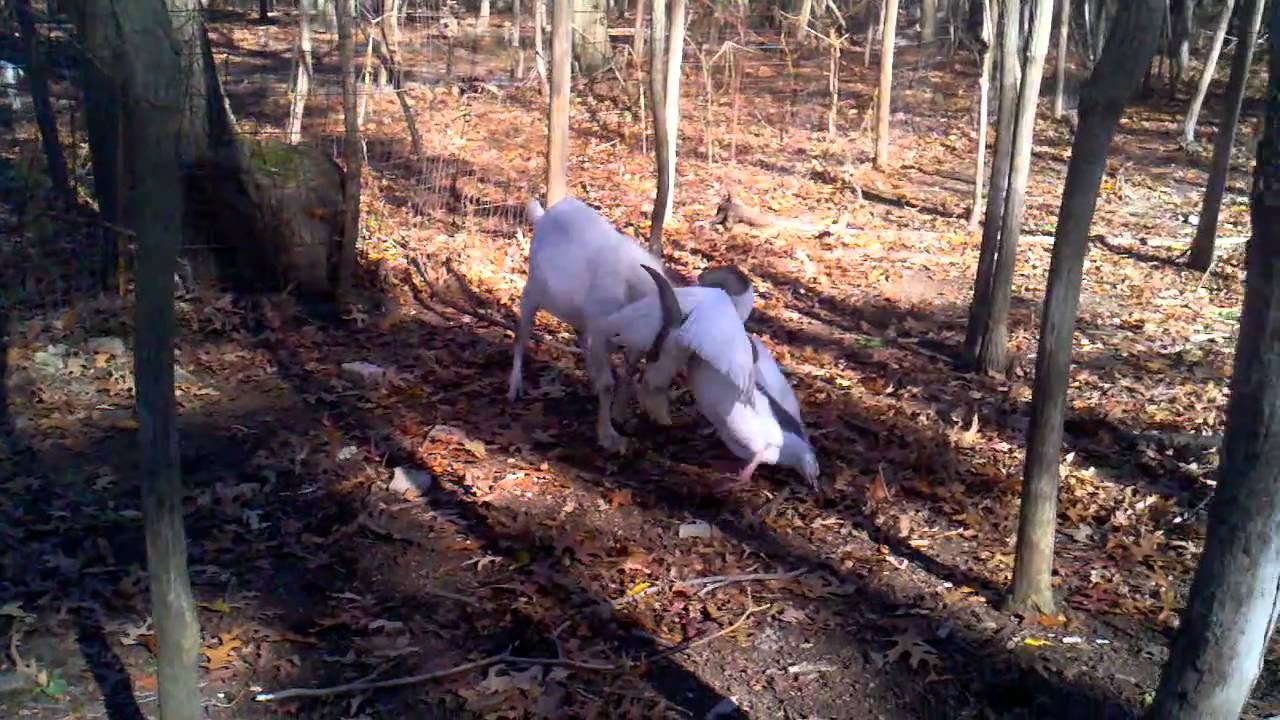 Goat vs Goose - YouTube