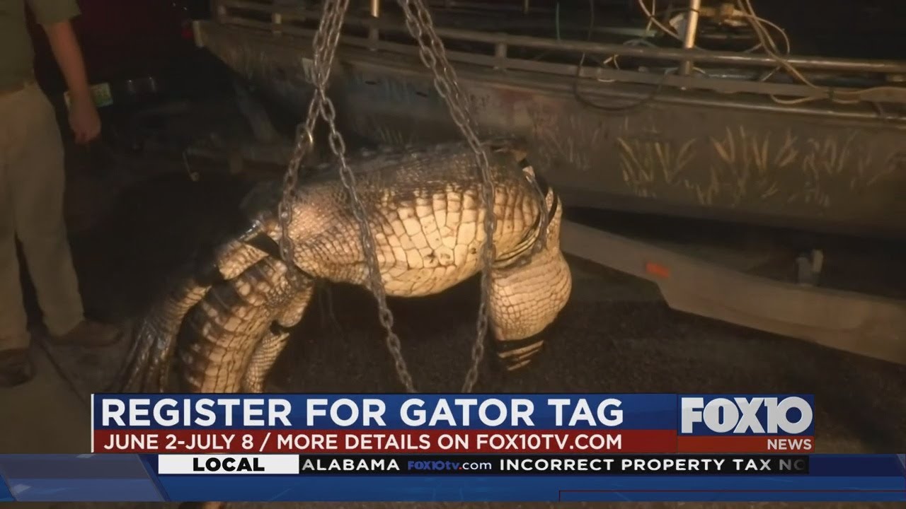 Gator hunting season coming up in Alabama - YouTube