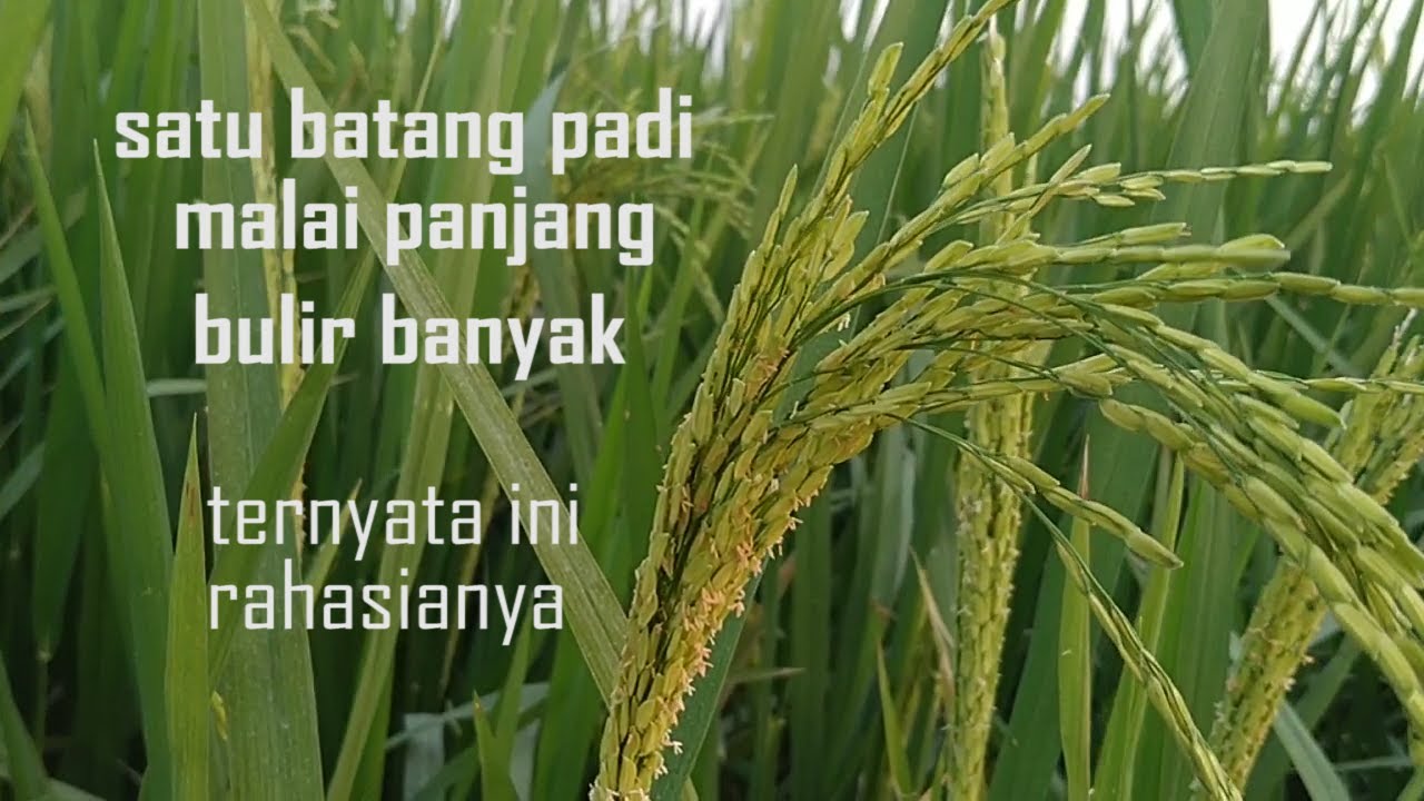 padi unggul bulir super banyak - YouTube