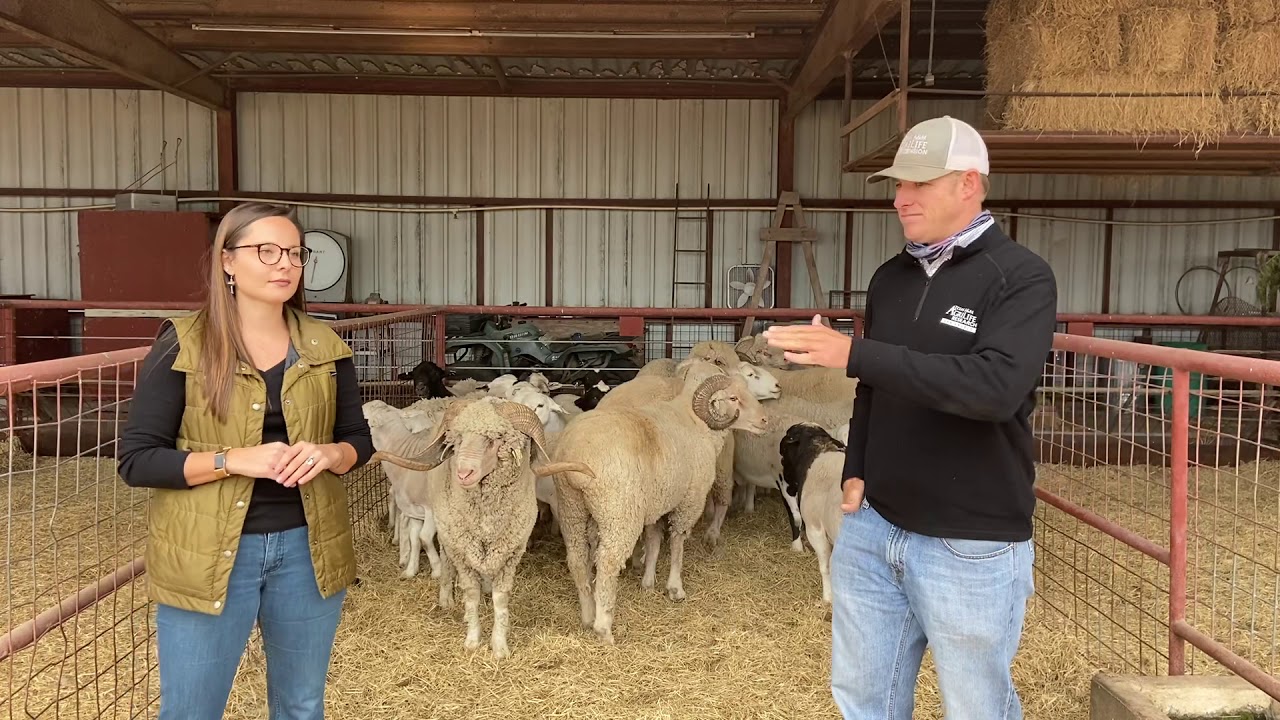 Assessing Ram Fertility - YouTube