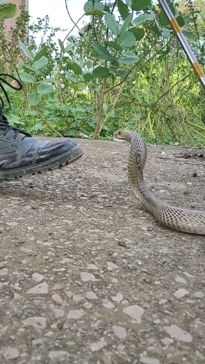 Cobra snake bite video #short #shorts #cobra #bite #sarpmitra #snake ...