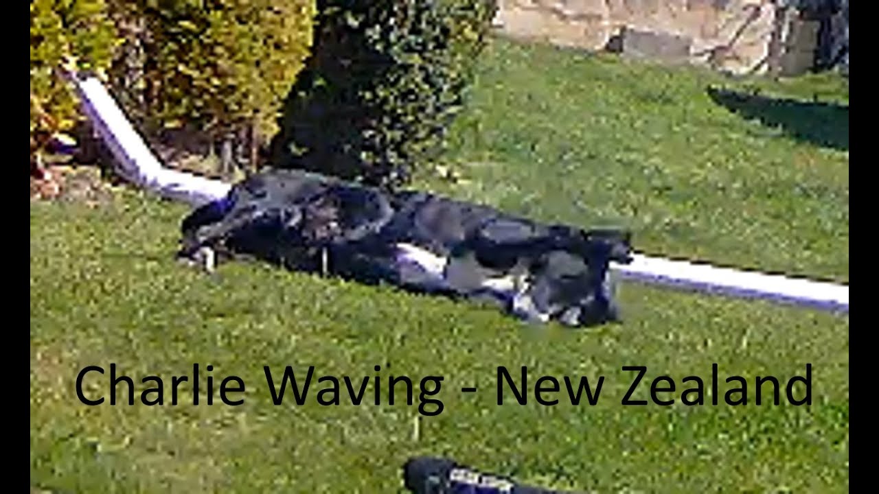Charlie Roo Cam - N.Z. Dog waves at the camera and talks to neighbors ...