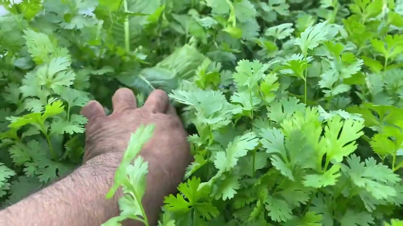 SALVAMOS LA COSECHA DE CILANTRILLO / ALL PONICS - YouTube