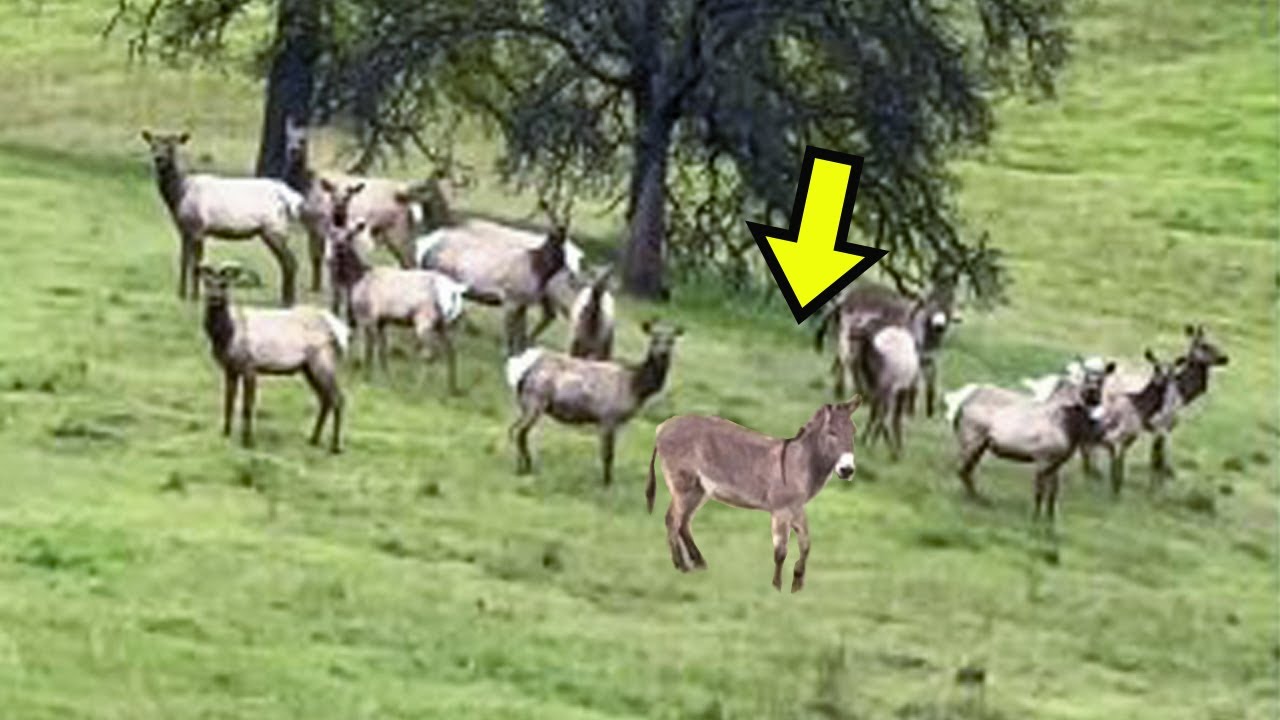 Pet Donkey Escapes From Owners and Becomes Leader of Elk Herd - YouTube