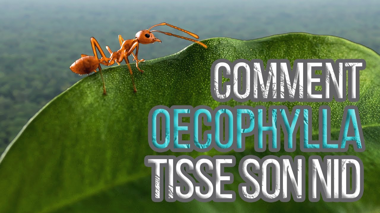 Découvrez comment les fourmis Oecophylla constuisent leur nid ...