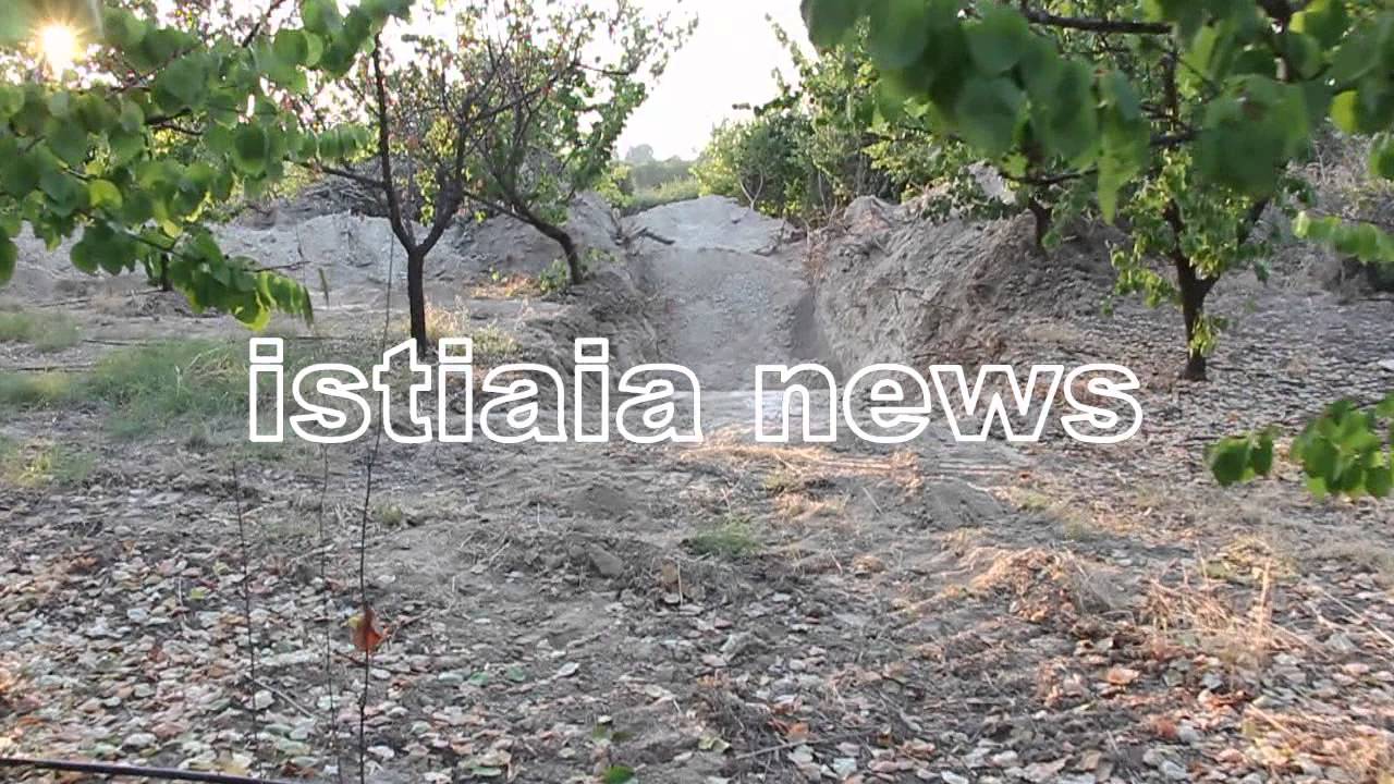 ΑΡΧΑΙΟΚΑΠΗΛΟΙ ΧΡΥΣΟΘΗΡΕΣ ΚΑΜΑΡΙΑ ΙΣΤΙΑΙΑΣ ΕΥΒΟΙΑΣ - YouTube