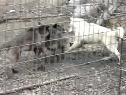 Wolves, Calgary Zoo 03.25.07 - YouTube