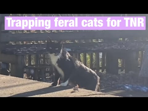 Trapping feral cats for TNR West Virginia! Cat trapping - YouTube