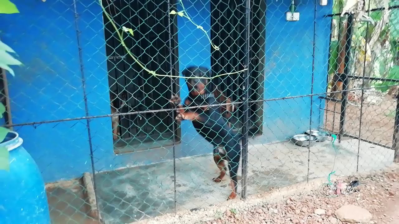 #Rottweiler_Attacks_Rottweiler vs Humans |Rottweiler vs Other Dog # ...