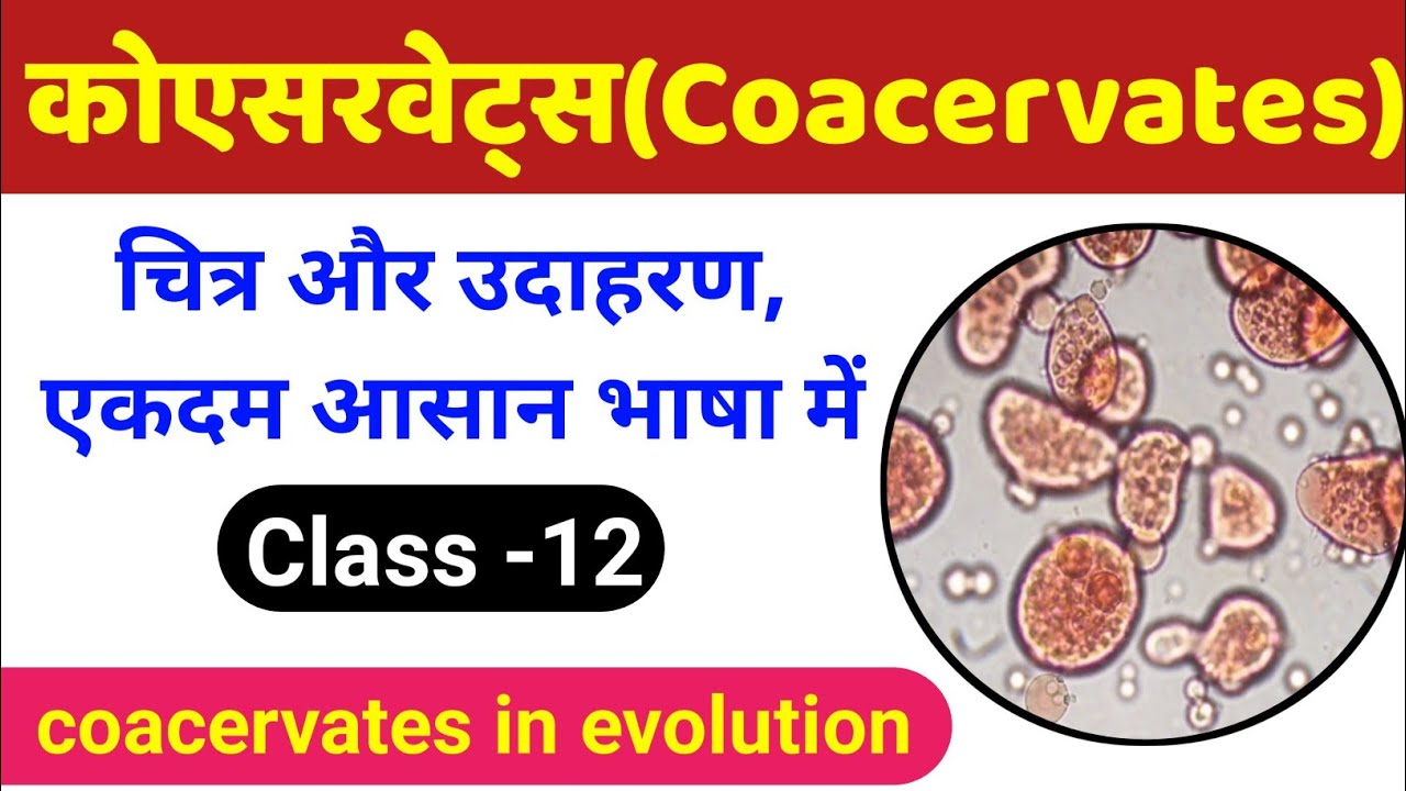 कोएसरवेट्स क्या है | coacervates class 12 | evolution class 12 biology ...