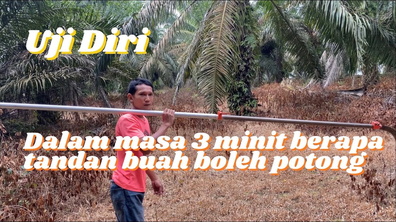dalam-masa-tiga-minit-berapa-tandan-buah-yang-berjaya-dipotong-sawit
