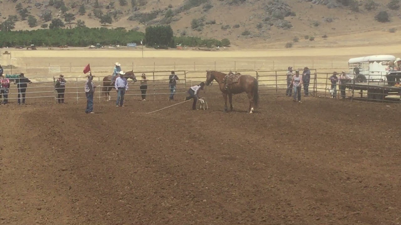 Vida goat tying CJCA rodeo May 2021 - YouTube