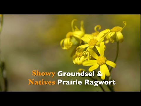 Showy Natives: Groundsel & Prairie Ragwort - YouTube