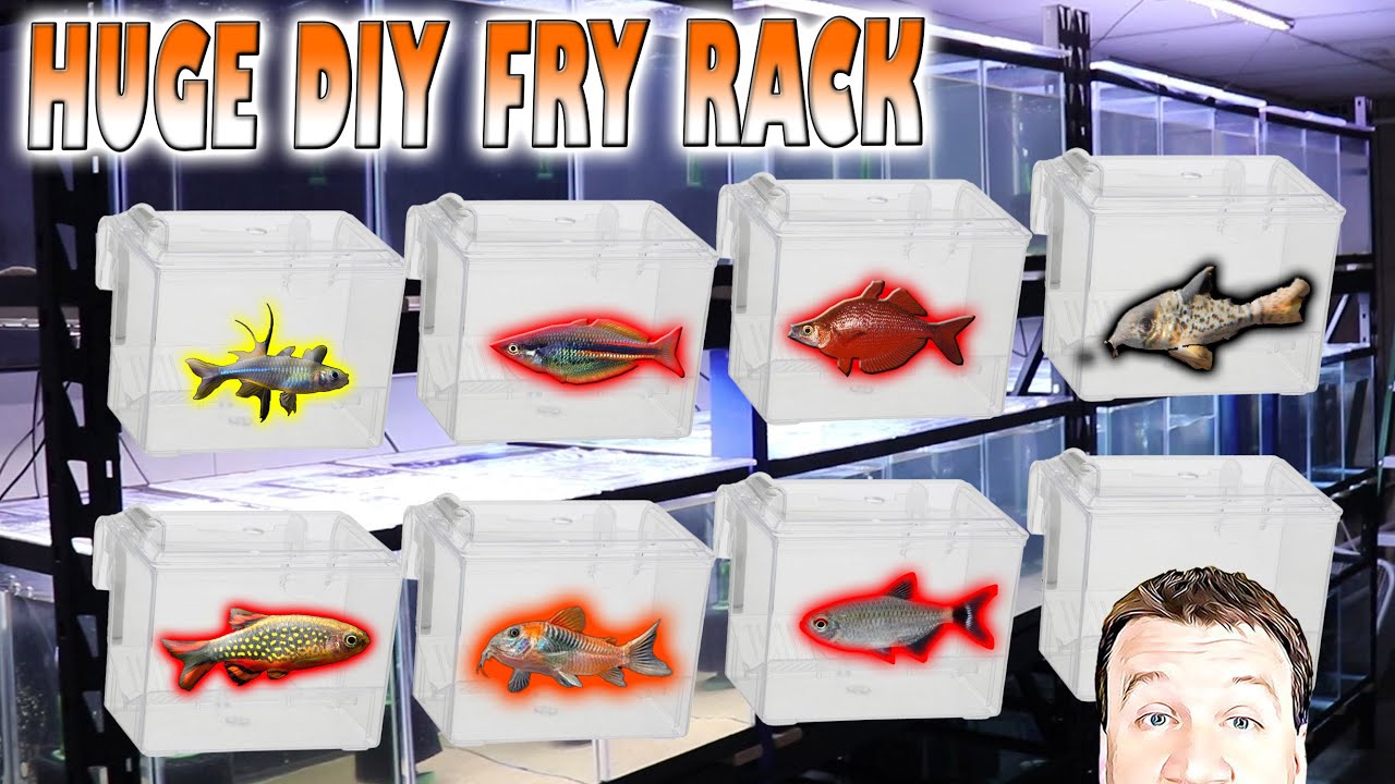 Huge DIY Fry Grow Out Rack - YouTube