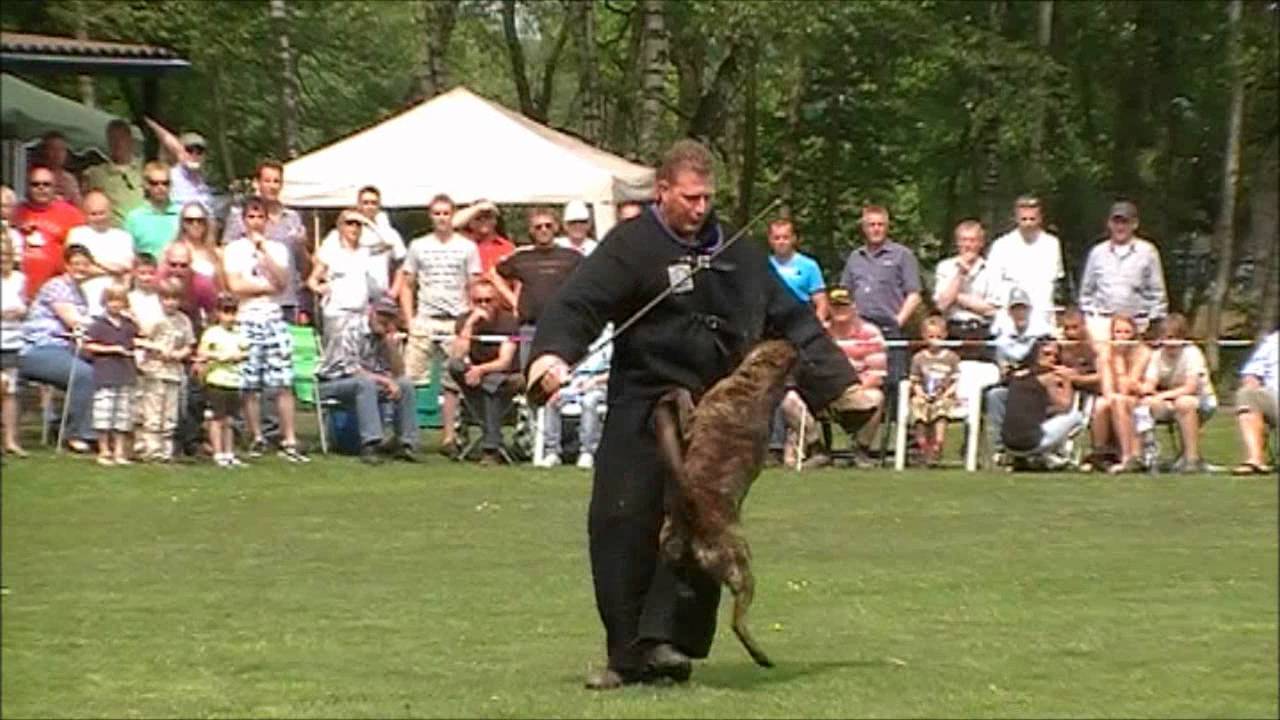 PolicedogsPoortman politiehonden Nederland - YouTube