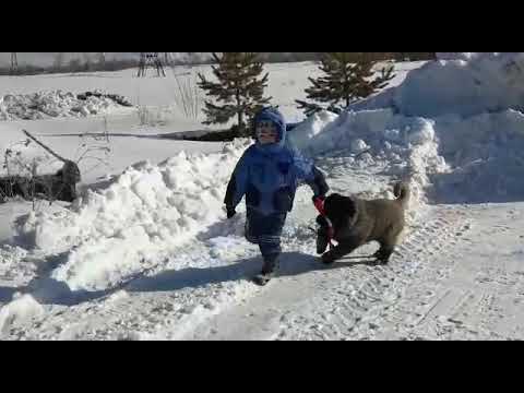 Девочка кавказской овчарки ровно 3 месяца!