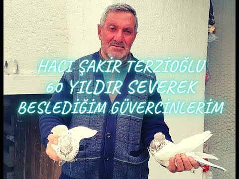 700 GÜVERCİNİ OLAN EMEKÇİ HACI ŞAKİR TERZİOĞLUNUN  MÜTHİŞ KUŞLARINI GÖRÜNTÜLEDİK. İYİ SEYİRLER.