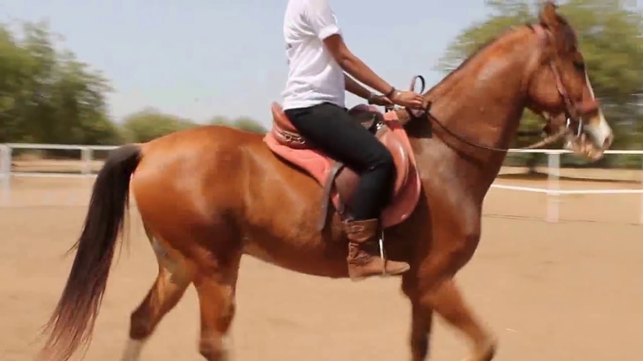 left turn right turn in Walk - Equine Study - Subject 2 - Riding - YouTube