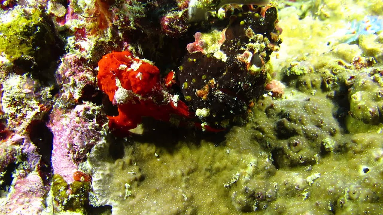 Frog fish @ Similan islands. - YouTube