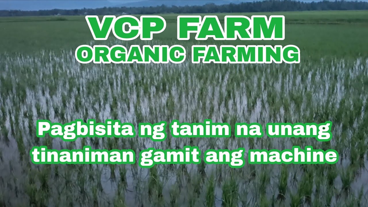 PAGBISITA NG TANIM NA UNANG TINANIMAN GAMIT ANG MACHINE - YouTube
