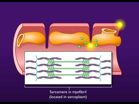 Action Potentials and Muscle Contraction HD Animation - YouTube