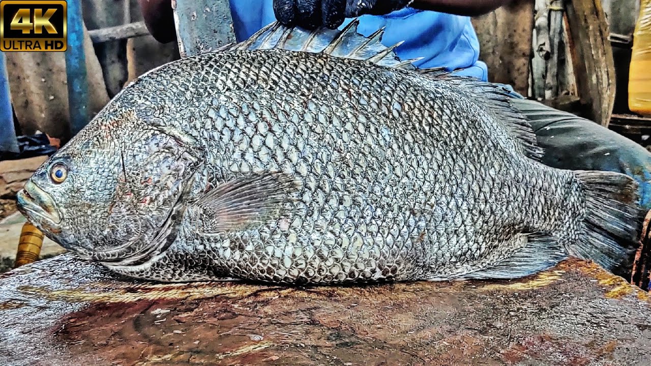 KASIMEDU 🔥 SMILEY SEKAR | AMAZING BLACK KODUVA FISH CUTTING VIDEO | 4K ...