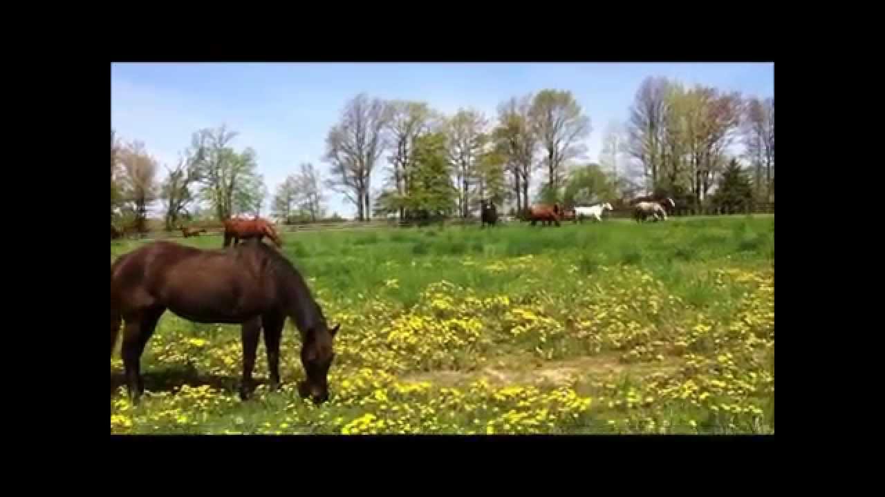 All The Horses Running in the Field - YouTube