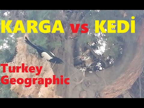 Ala Karga vs Kedi.
