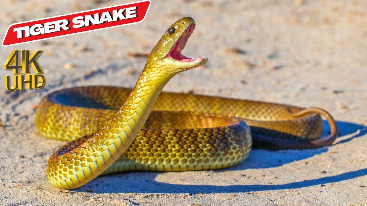 Tiger Snake: Australia's Coastal Predator with a Deadly Bite (Snake ...
