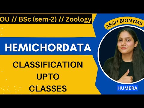 classification of phylum hemichordata// BSc sem 2 // ZOOLOGY // Osmania ...