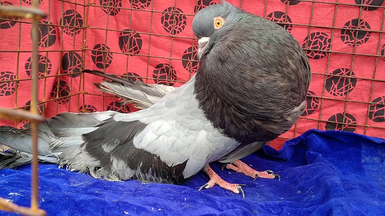 old german cropper pigeon Rajasthan Fancy pigeon - YouTube