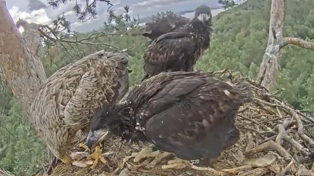 White-tailed eagles | Elder eaglet eat fish without sharing with ...