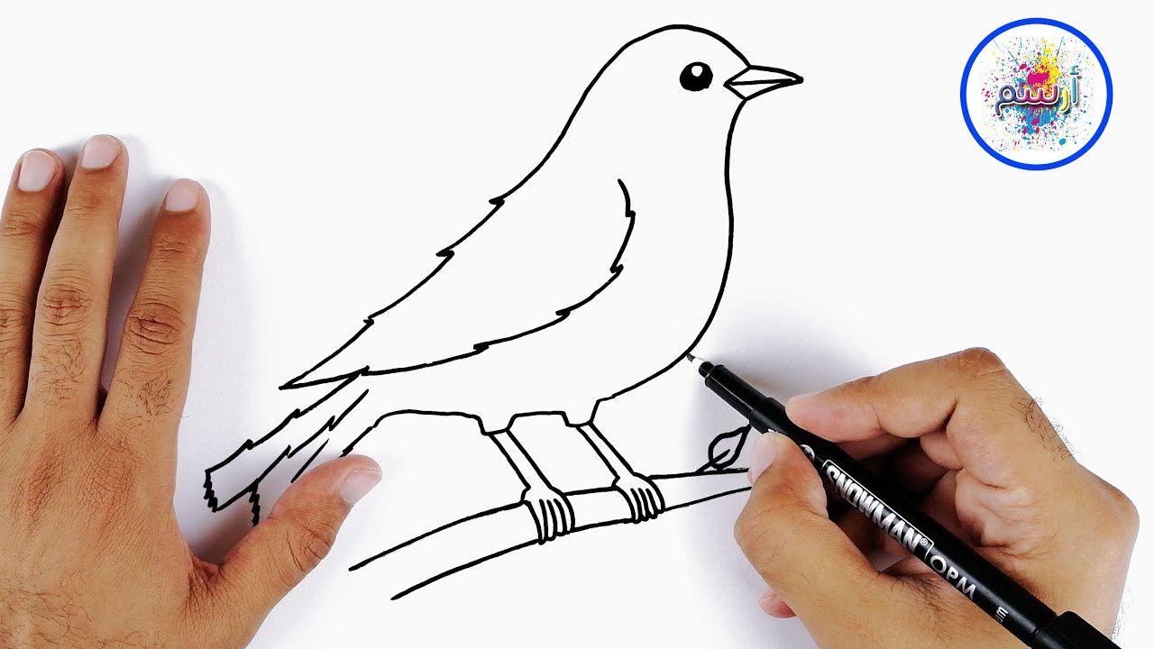 رسم سهل جدا كيوت للاطفال للمبتدئين تعلم كيفية رسم عصفور جميل كيف ترسم عصفورة طائر كيوت