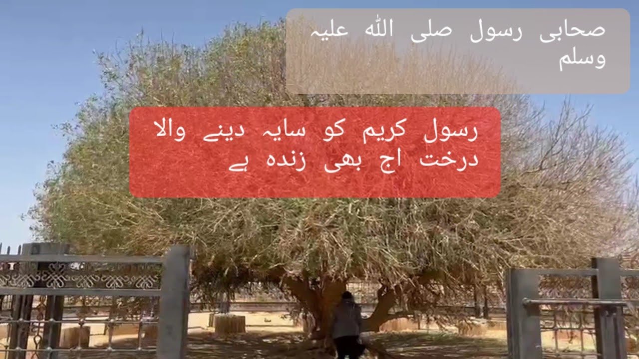 Blessed Tree of the Prophet Muhammad in Al-Safawi, Jordan - YouTube