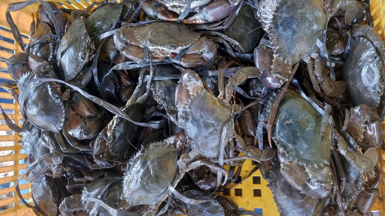 Pag sisimot sa palaisdaan sa sta Cruz Paombong Bulacan Sipag tiyaga ...