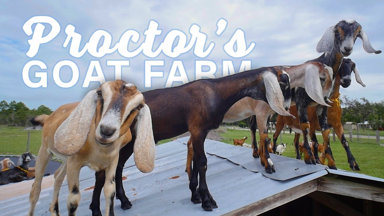 Milk Goats and Sample Goat Milk Soaps and Lotions at Proctor's Goat ...