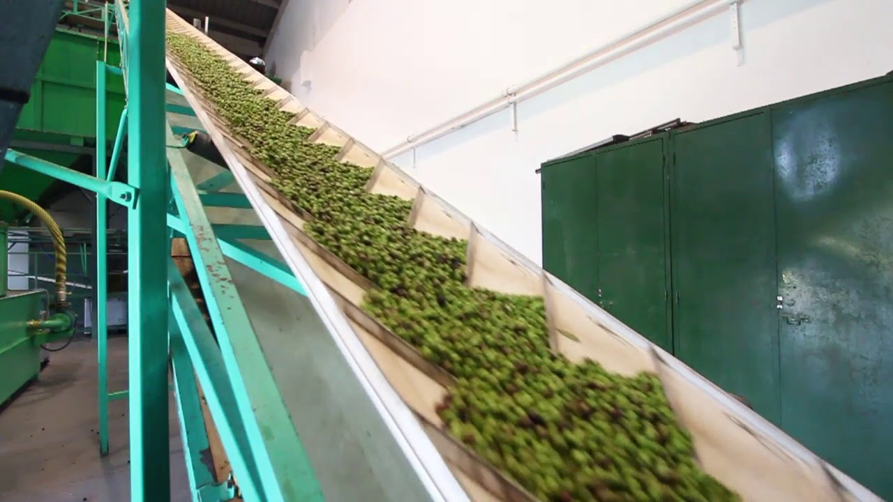 ID1354 ACEITES LA MAJA ES 1/2 - FLOS OLEI 2020 - THE BEST - YouTube