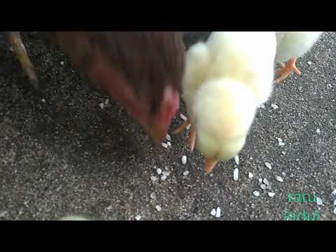 Daripada lihat bokep