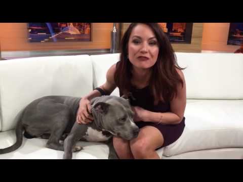 Jenny Milkowski: PAWS Dog Clarissa