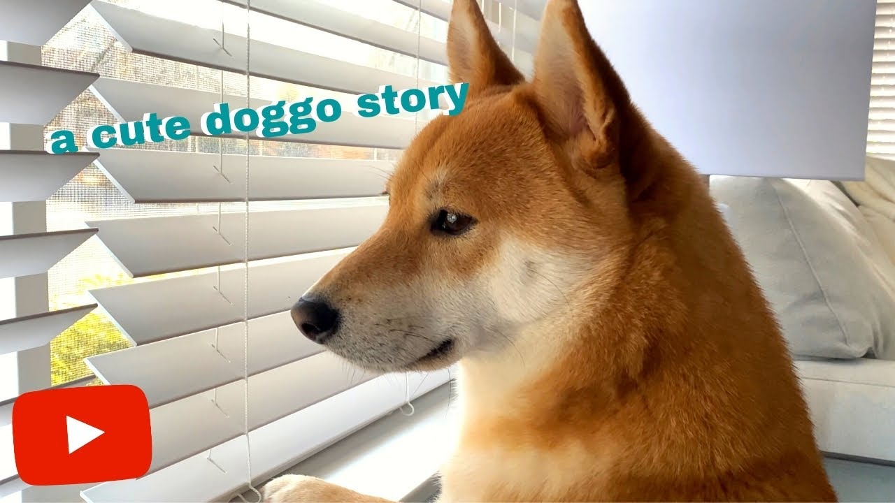 A story about a cute doggo named Jimmy Part I | Super Shiba - YouTube