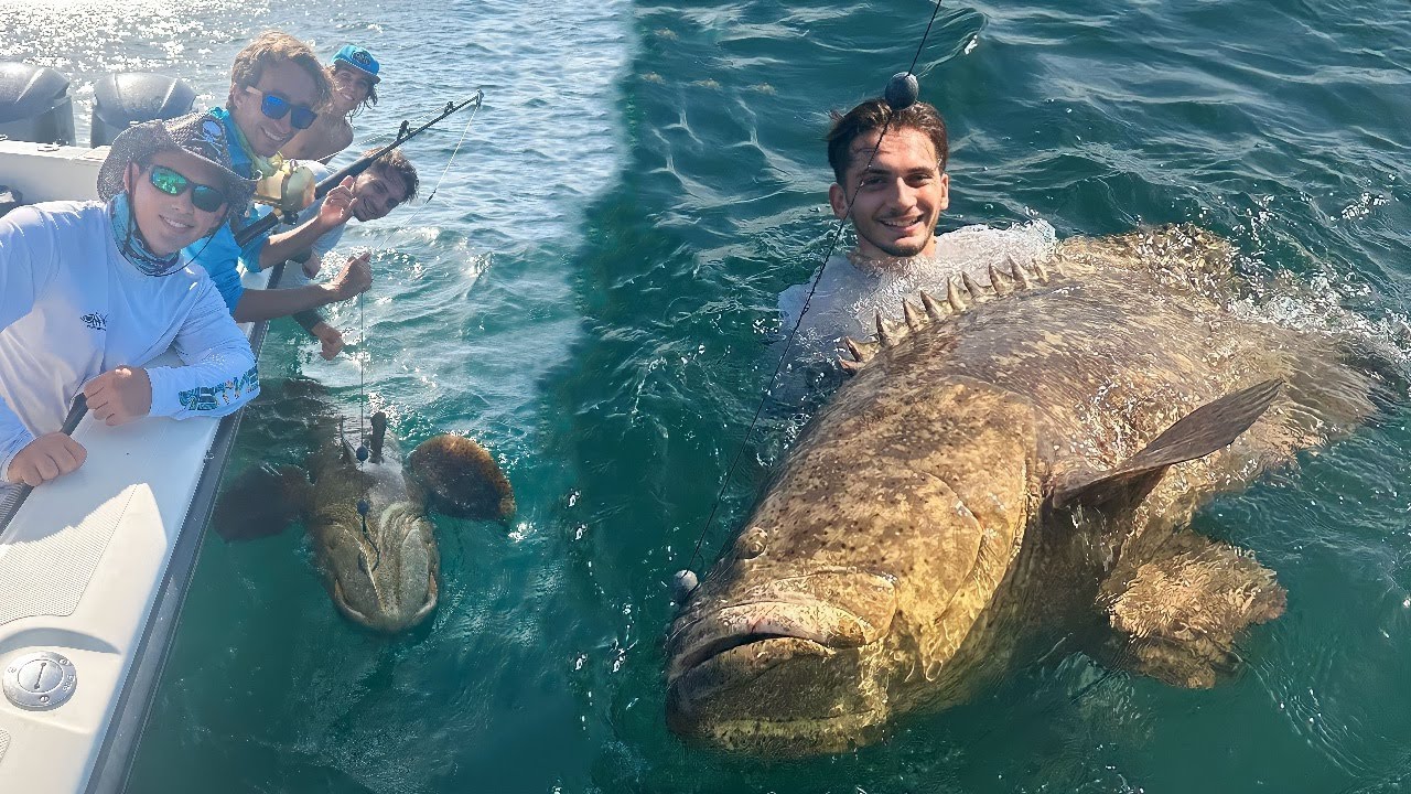 Catching Massive Goliath Grouper, Grunts, and Barracuda: Deep Sea ...