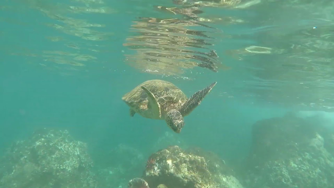 Sea Turtle Cam III - YouTube