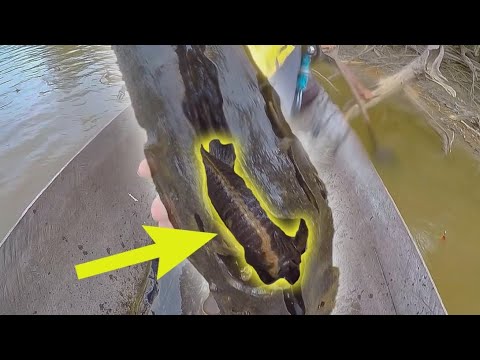 TONS of STRANGE FISH found INSIDE A LOG!!! (Unbelievable) - YouTube