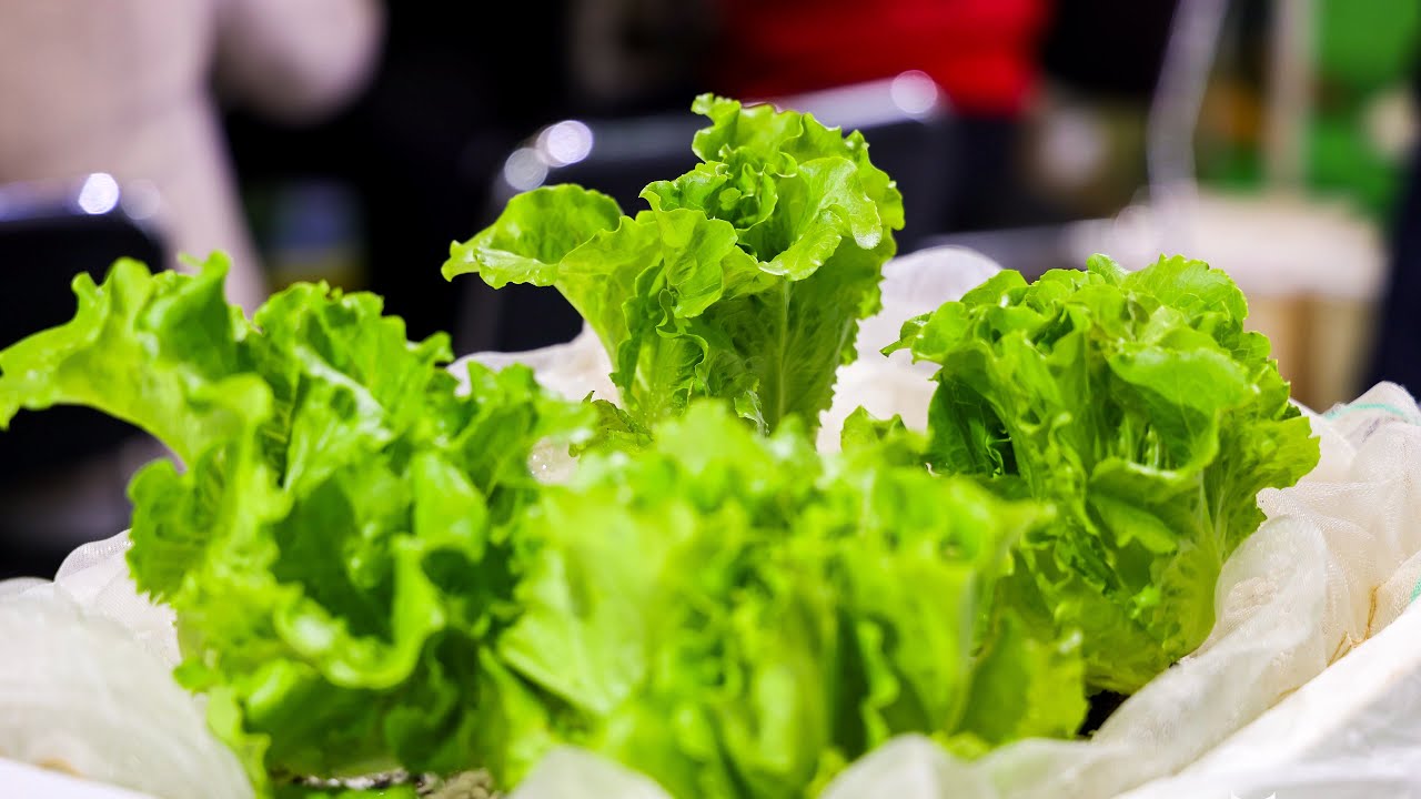 Vertical Farming is the personal farm trend! Interview ODM Vertical ...
