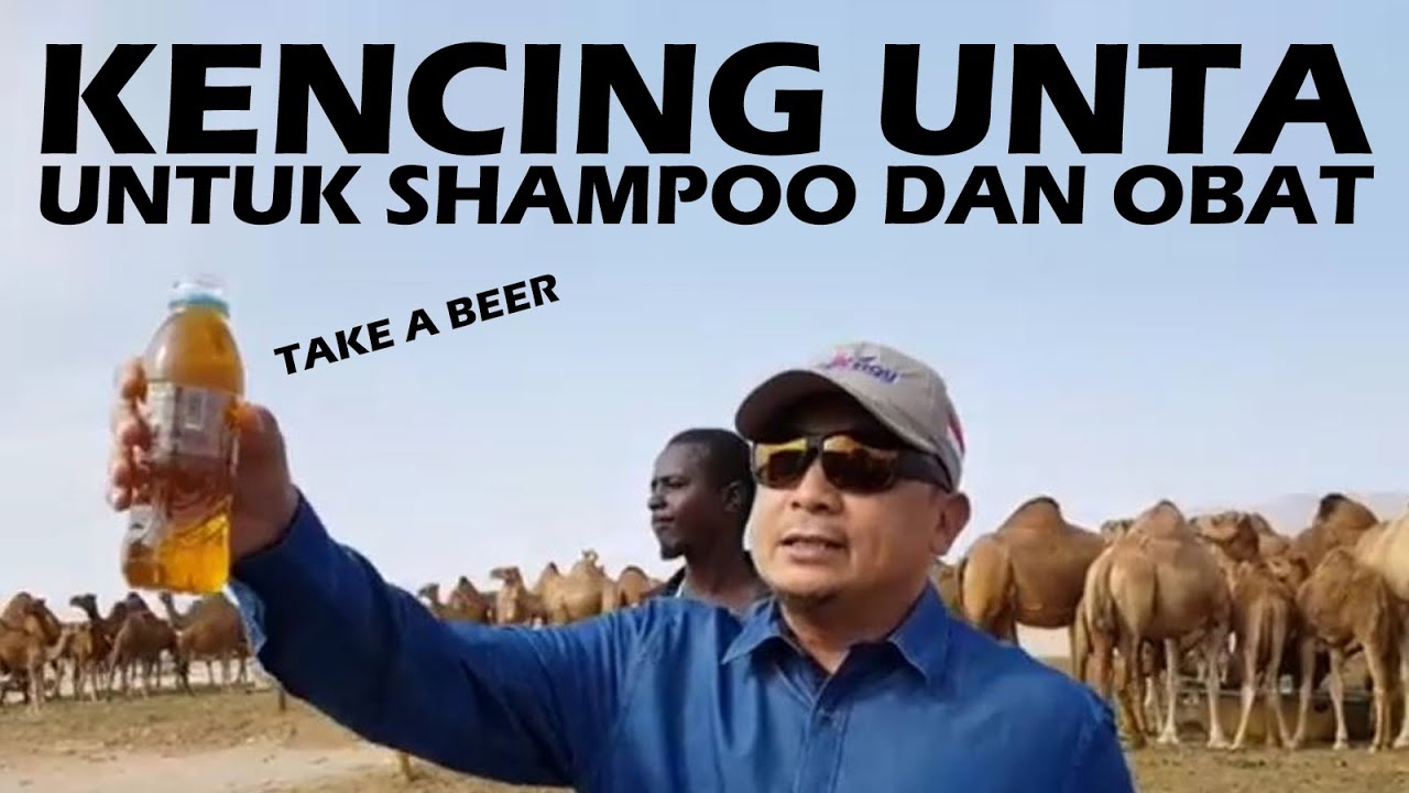 KENCING UNTA, SHAMPOO DAN OBAT UNTUK MUSLIM - YouTube