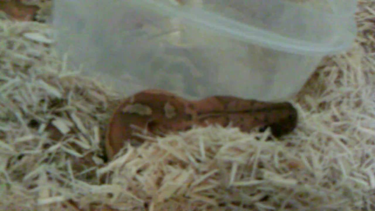 Blood Python enclosure - YouTube