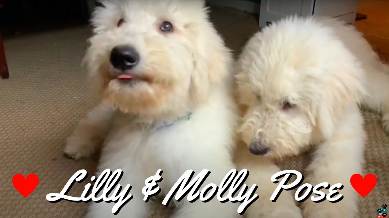 Lili & Molly Pose | Cute Komondor Puppies - YouTube
