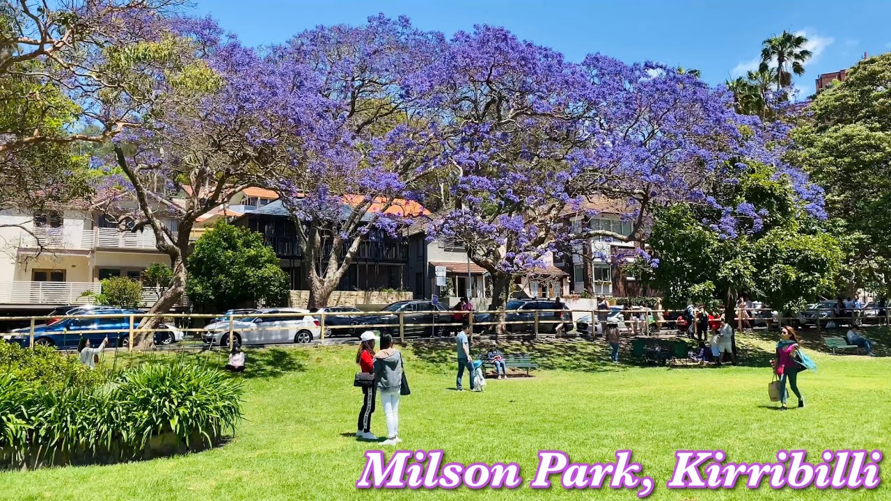 Walking tour to Milson Park, Kirribilli | Jacaranda in Sydney ...
